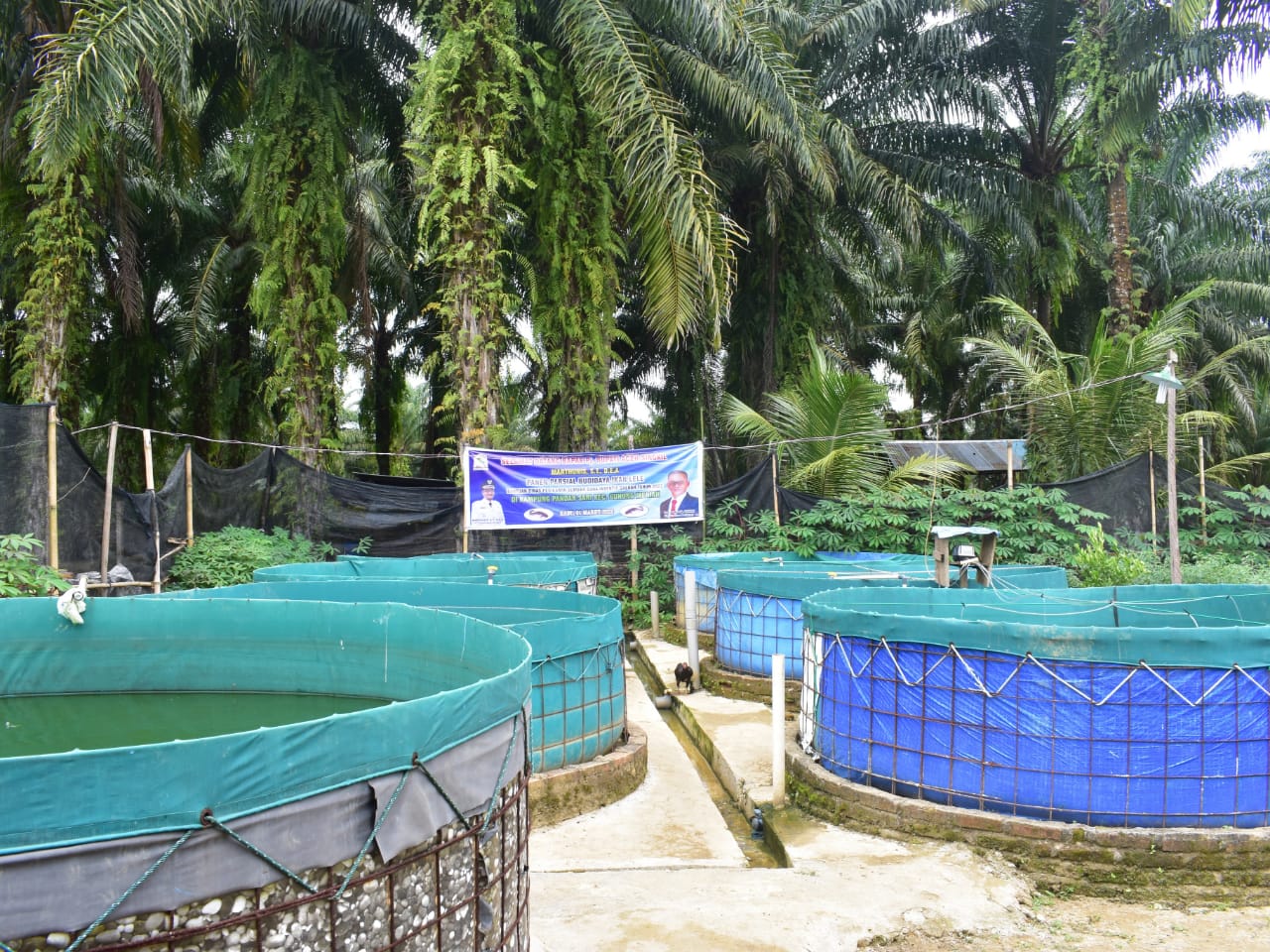 Cerita Kupas Aceh Singkil, Pembudidaya Lele yang Sempat Gagal Budidaya ...